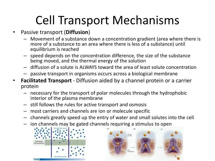 PPT - Cell Transport Mechanisms PowerPoint Presentation, free download ...