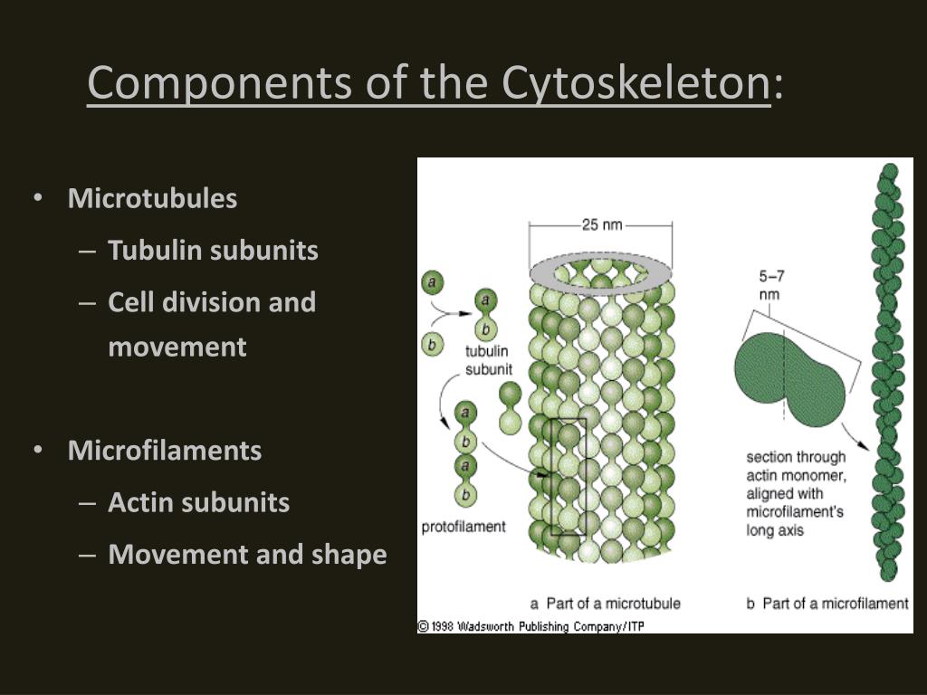 PPT - Cell motility or cell movement (2 types) Movement of the entire ...