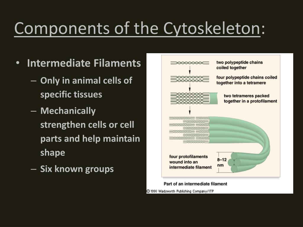 PPT - Cell motility or cell movement (2 types) Movement of the entire ...