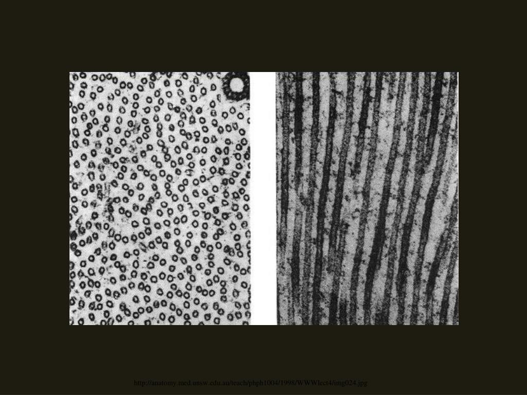 PPT - Cell motility or cell movement (2 types) Movement of the entire ...