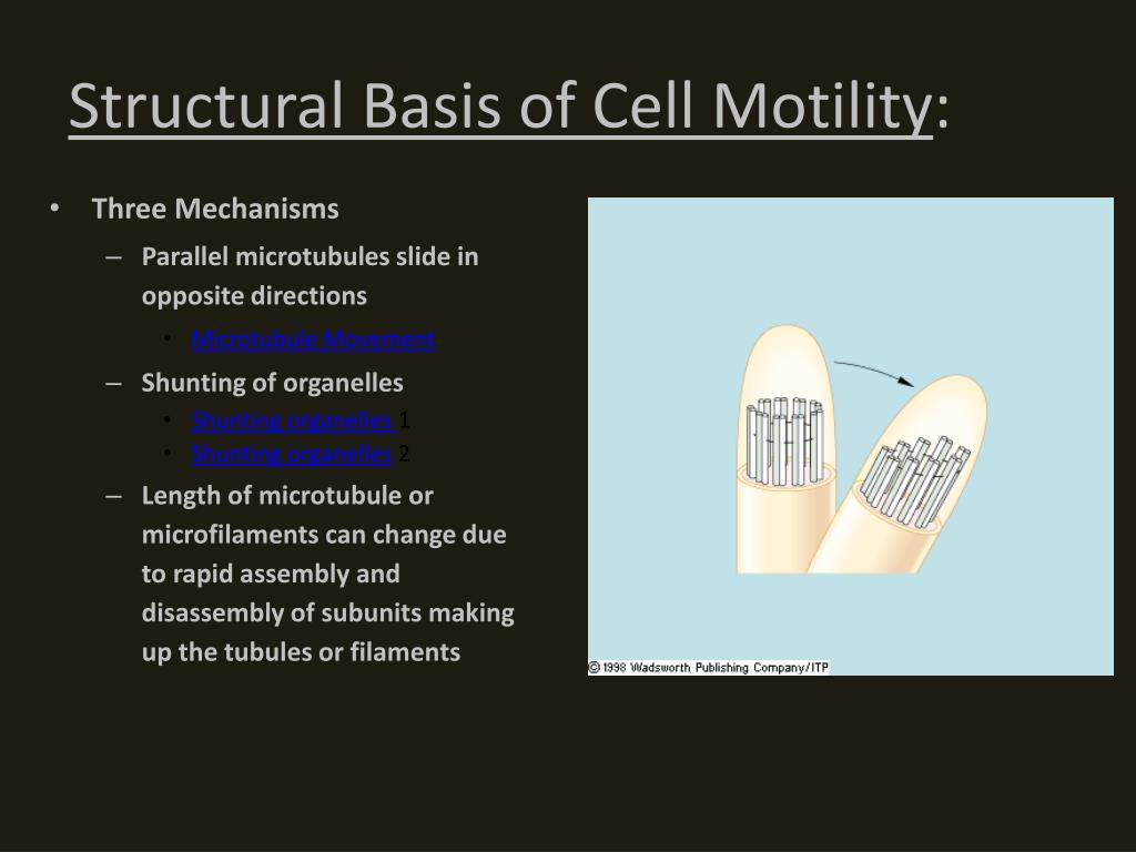 PPT - Cell motility or cell movement (2 types) Movement of the entire ...
