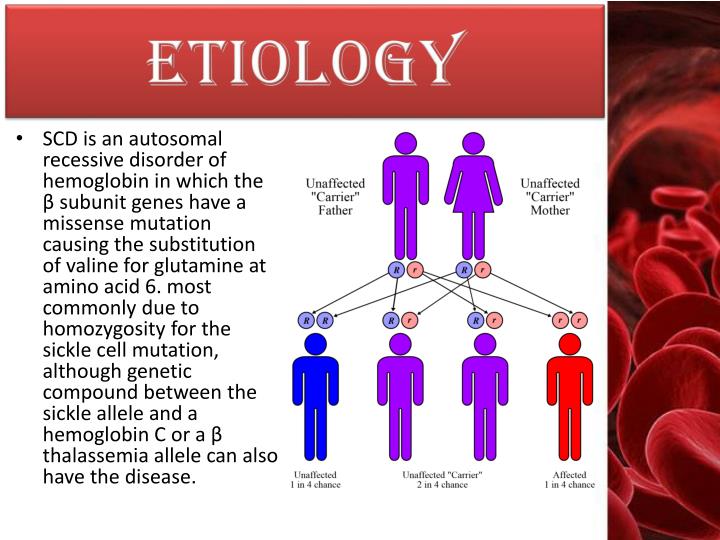 PPT - SICKLE CELL DISEASE ( scd ) PowerPoint Presentation - ID:2644910