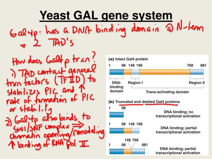 PPT - BIO 304 Lecture 29 PowerPoint Presentation - ID:2645646