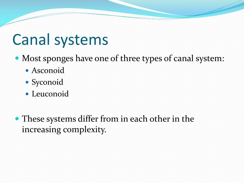 PPT - Sponges Kingdom Animalia Phylum Porifera PowerPoint Presentation ...
