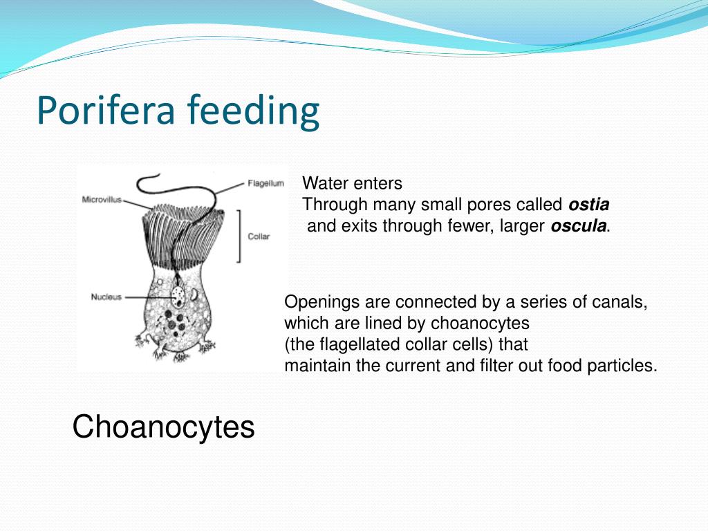 PPT - Sponges Kingdom Animalia Phylum Porifera PowerPoint Presentation ...