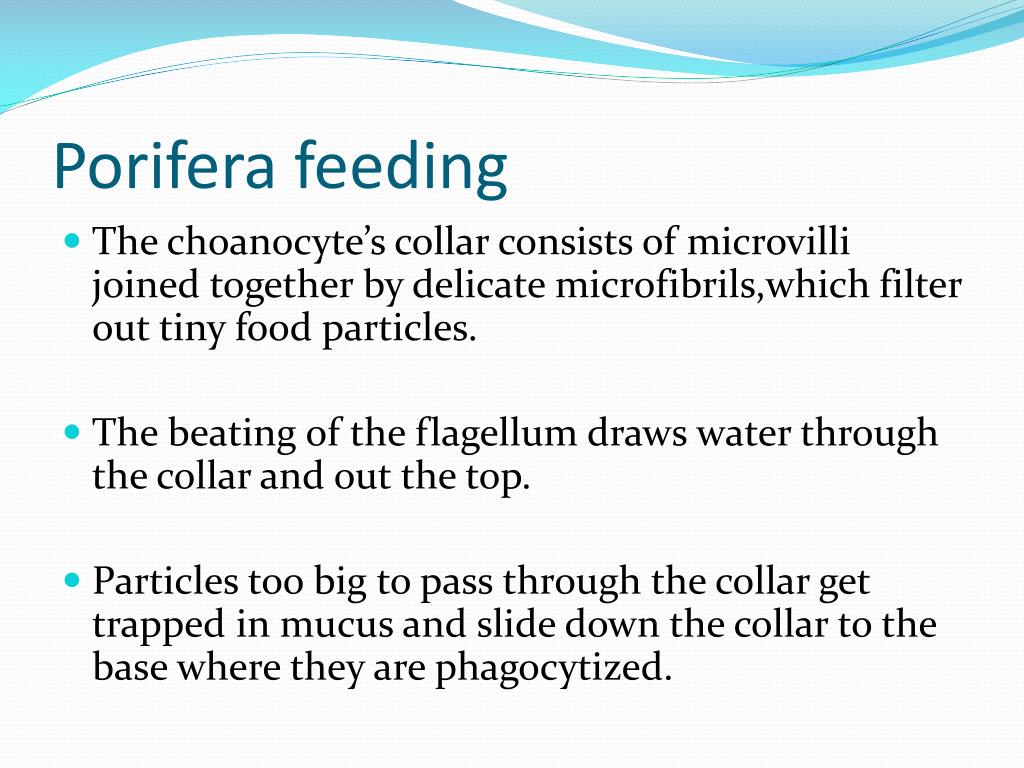 PPT - Sponges Kingdom Animalia Phylum Porifera PowerPoint Presentation ...