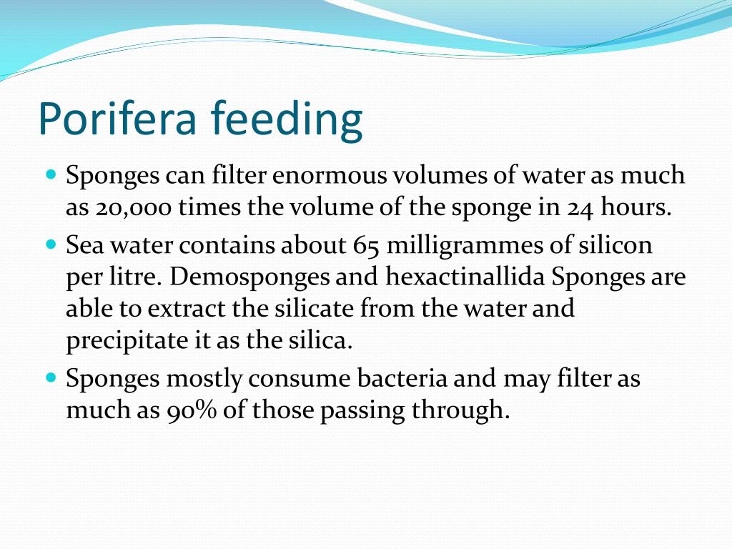 PPT - Sponges Kingdom Animalia Phylum Porifera PowerPoint Presentation ...