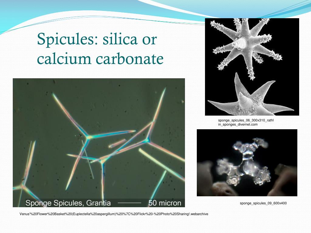 PPT - Sponges Kingdom Animalia Phylum Porifera PowerPoint Presentation ...