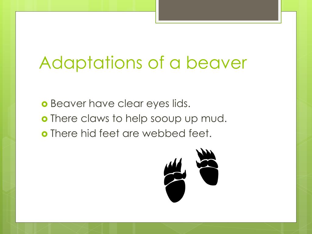 PPT - Georgia Plant and Animal adaptations PowerPoint Presentation ...