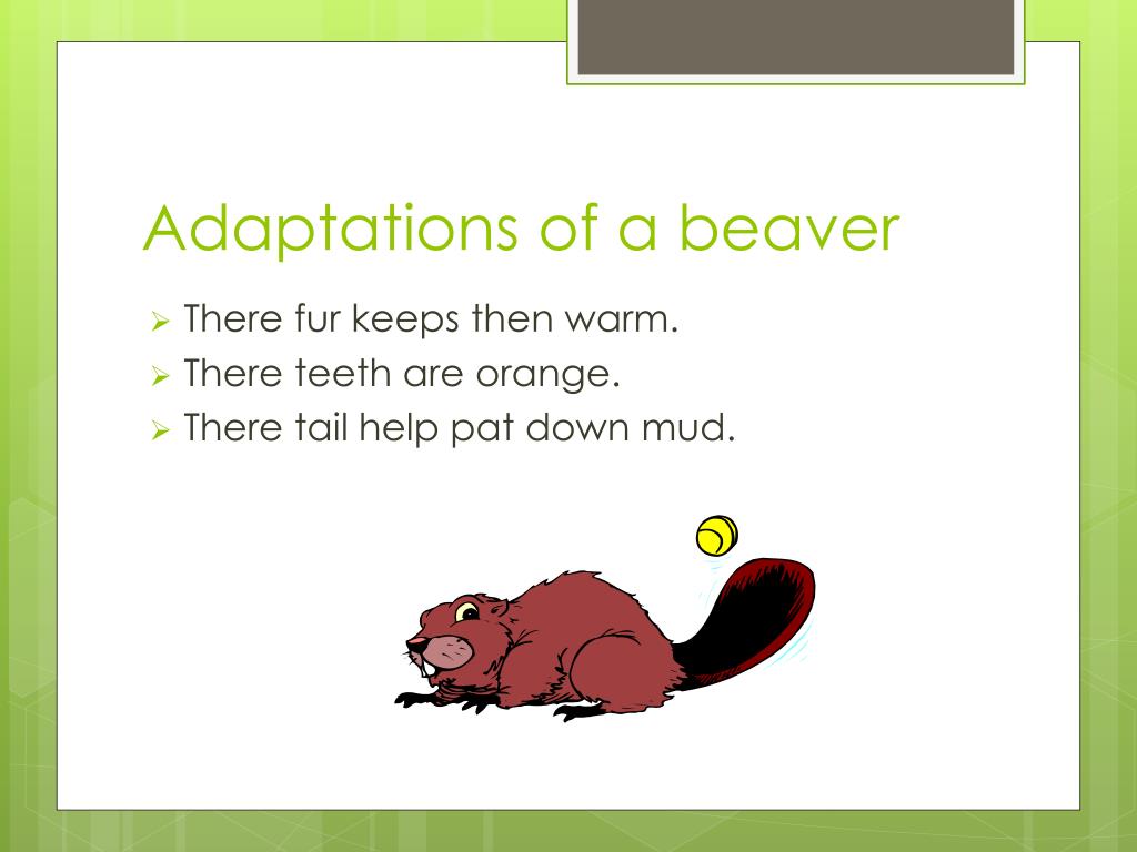 PPT - Georgia Plant and Animal adaptations PowerPoint Presentation ...