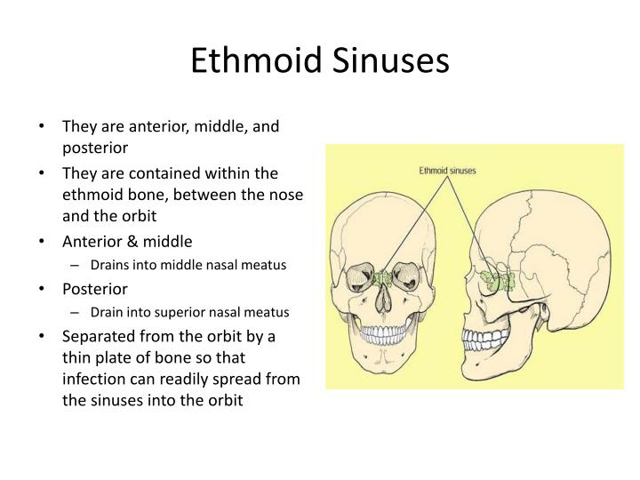 PPT - Anatomy of Nose and Paranasal Sinus PowerPoint Presentation - ID ...