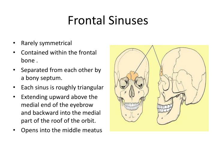 PPT - Anatomy of Nose and Paranasal Sinus PowerPoint Presentation - ID ...