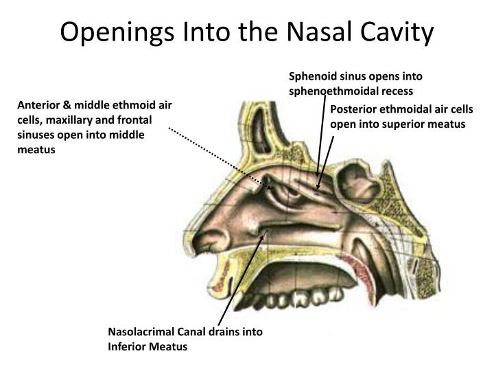 PPT - Anatomy of Nose and Paranasal Sinus PowerPoint Presentation - ID ...
