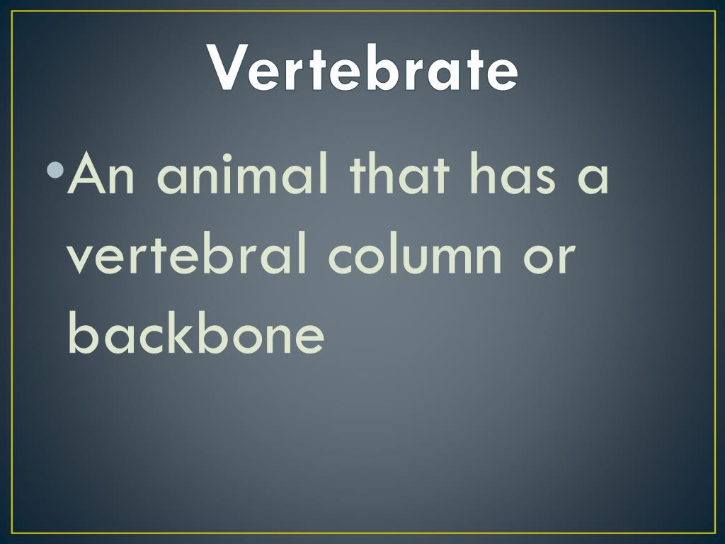 PPT - Zoology Vocabulary PowerPoint Presentation, free download - ID ...