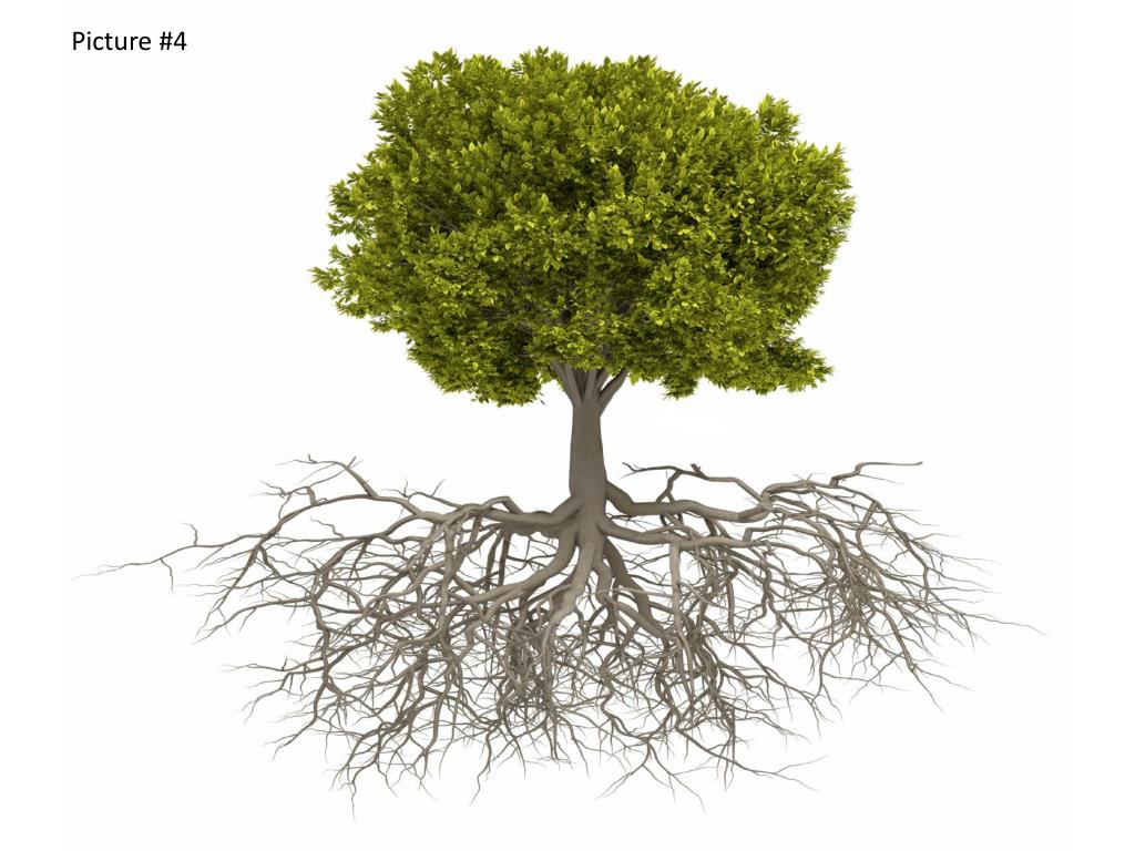 PPT - Engaging Kindergarten Activity on Tree Care During Drought ...