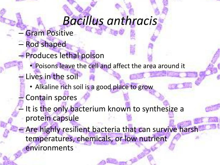 PPT - Anthrax ( Bacillus anthracis ) PowerPoint Presentation - ID:2647708