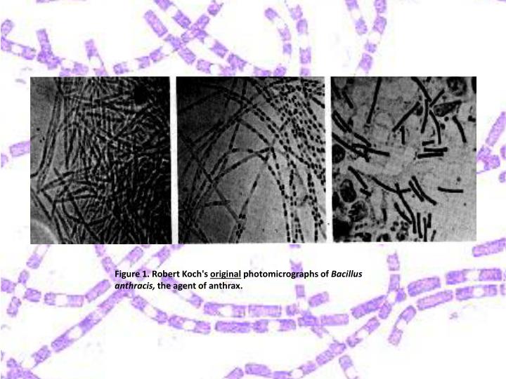 PPT - Anthrax ( Bacillus anthracis ) PowerPoint Presentation - ID:2647708