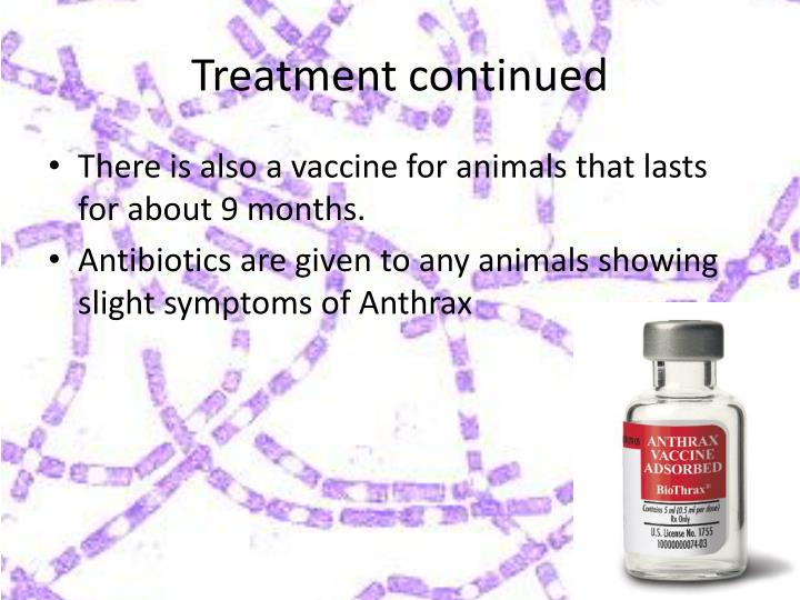 PPT - Anthrax ( Bacillus anthracis ) PowerPoint Presentation - ID:2647708