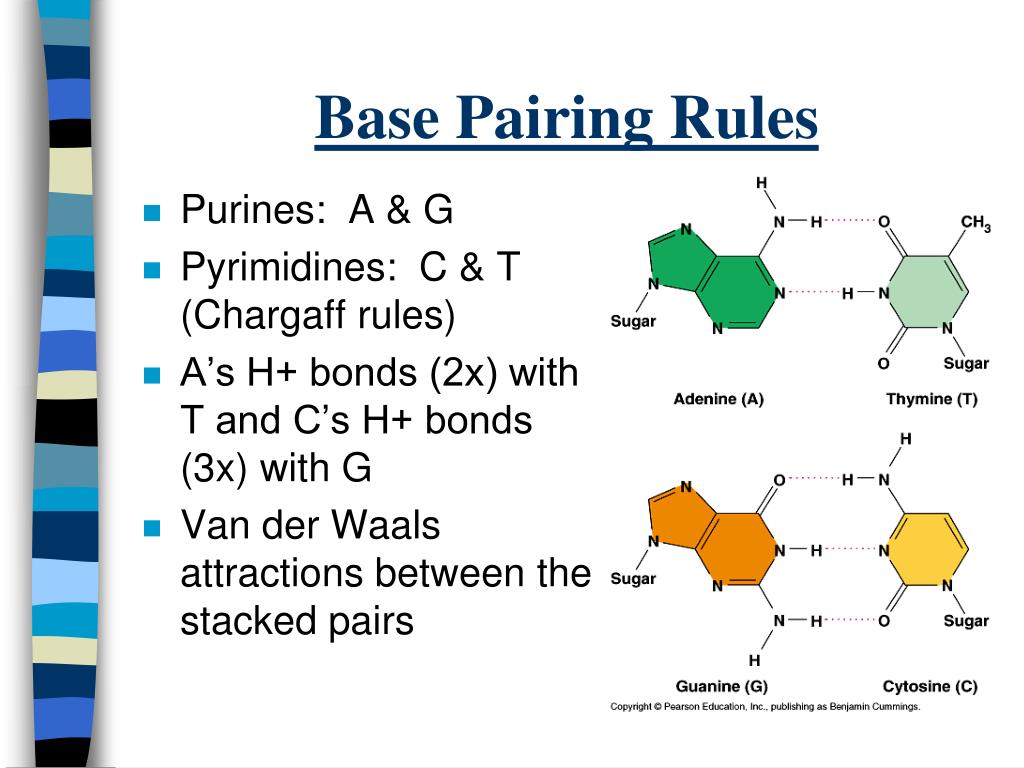 PPT DNA PowerPoint Presentation Free Download ID 2648369