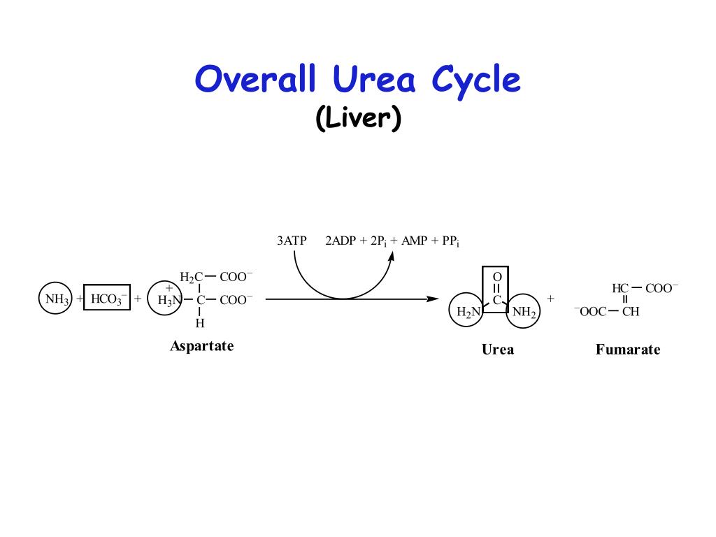 PPT - Amino Acid Metabolism PowerPoint Presentation, free download - ID ...