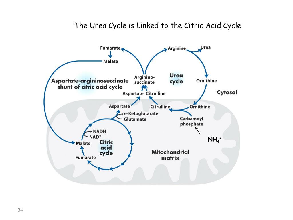 PPT - Amino Acid Metabolism PowerPoint Presentation, free download - ID ...