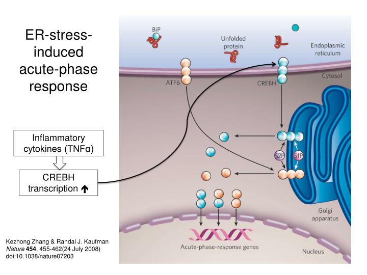 PPT - The Unfolded Protein Response (UPR) & The Endoplasmic Reticulum ...