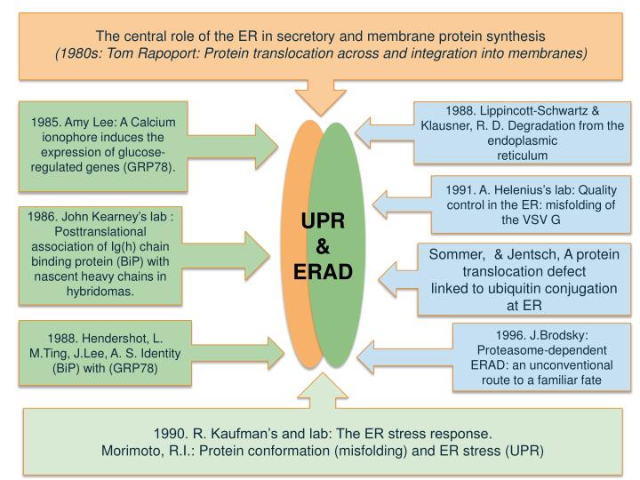 PPT - The Unfolded Protein Response (UPR) & The Endoplasmic Reticulum ...