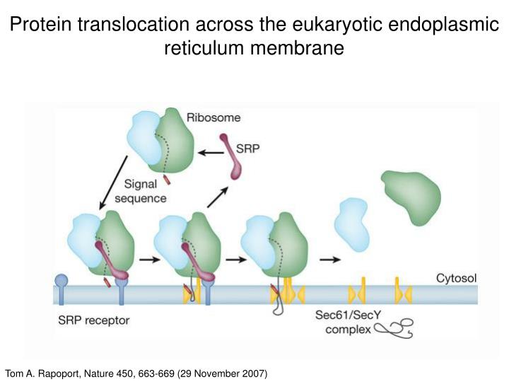 PPT - The Unfolded Protein Response (UPR) & The Endoplasmic Reticulum ...