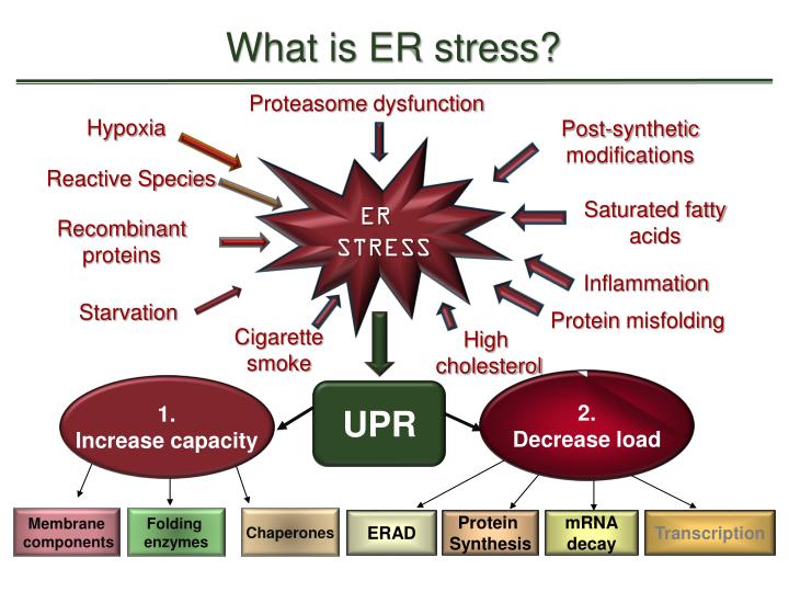 PPT - The Unfolded Protein Response (UPR) & The Endoplasmic Reticulum ...