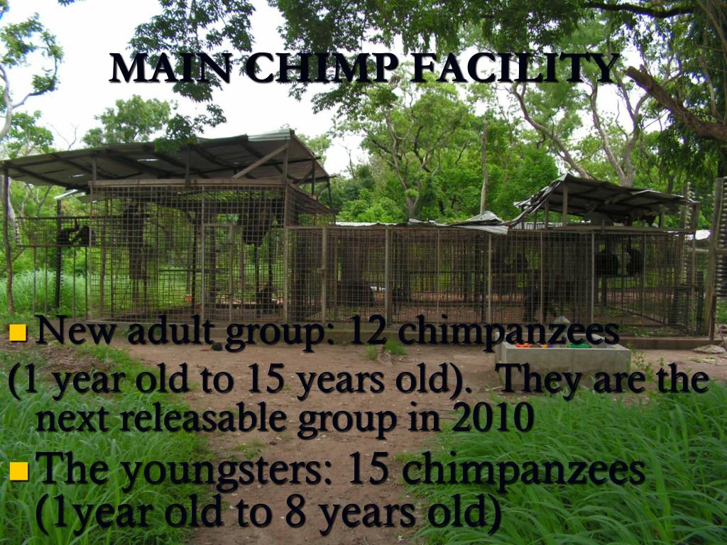 PPT - Chimpanzee Conservation Center : rehabilitation and release ...