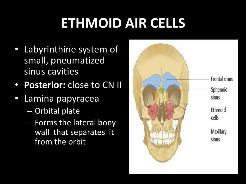 PPT - PARANASAL SINUSES Anatomy, Physiology and Diseases PowerPoint ...