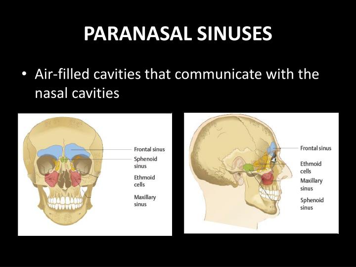 PPT - PARANASAL SINUSES Anatomy, Physiology and Diseases PowerPoint ...