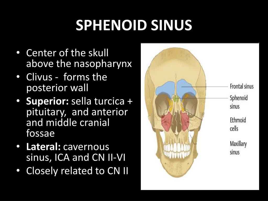 PPT - PARANASAL SINUSES Anatomy, Physiology and Diseases PowerPoint ...