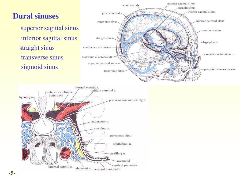 PPT - Chapter 20 Meninges and blood vessels of the brain and spinal ...