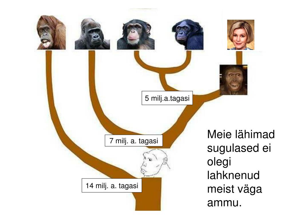 PPT - INIMESE PÕLVNEMINE Koostas Kersti Veskimets PowerPoint ...