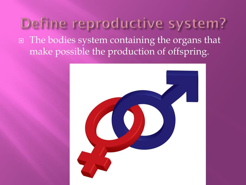 PPT - FEMALE AND MALE ANATOMY PowerPoint Presentation, free download ...
