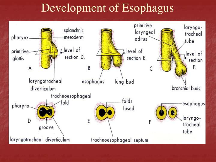 PPT - Development of the Foregut PowerPoint Presentation - ID:2652045