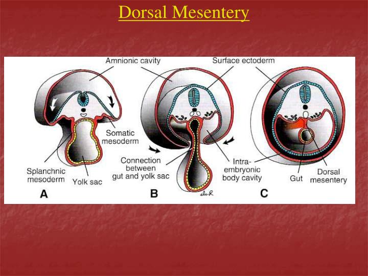 PPT - Development of the Foregut PowerPoint Presentation - ID:2652045