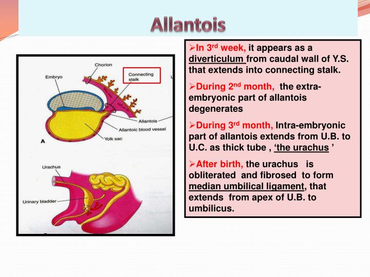PPT - Fetal Membranes PowerPoint Presentation - ID:2652392