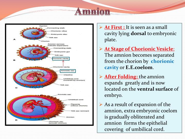 PPT - Fetal Membranes PowerPoint Presentation - ID:2652392