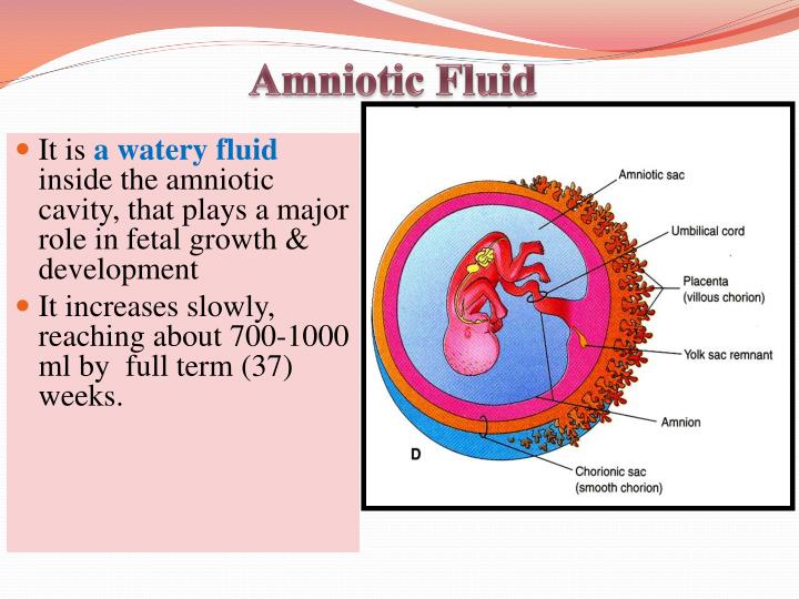 PPT - Fetal Membranes PowerPoint Presentation - ID:2652392