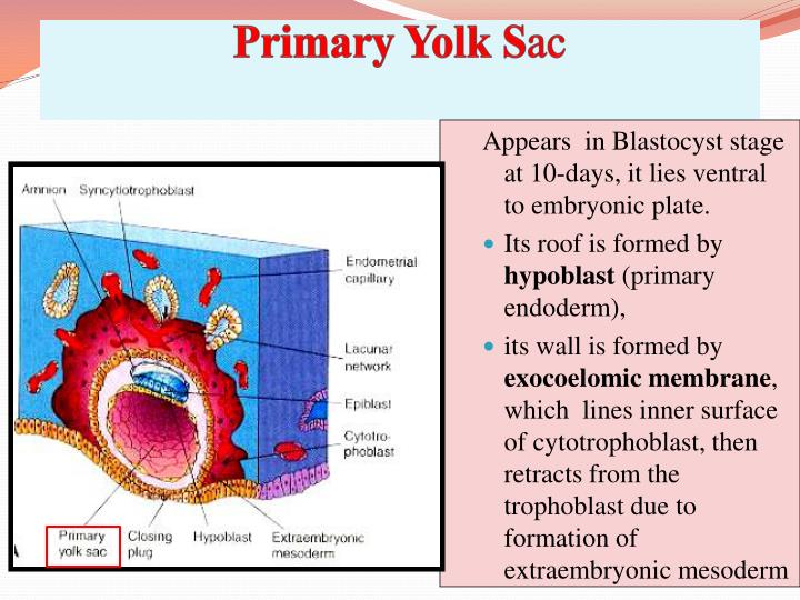 PPT - Fetal Membranes PowerPoint Presentation - ID:2652392