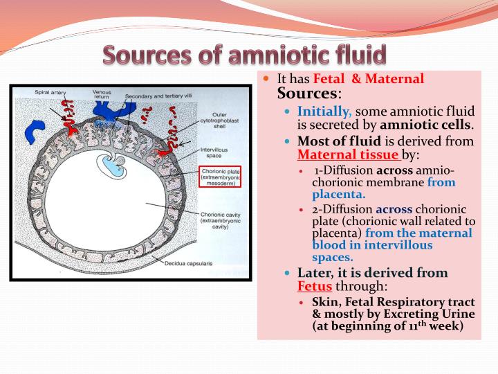 PPT - Fetal Membranes PowerPoint Presentation - ID:2652392