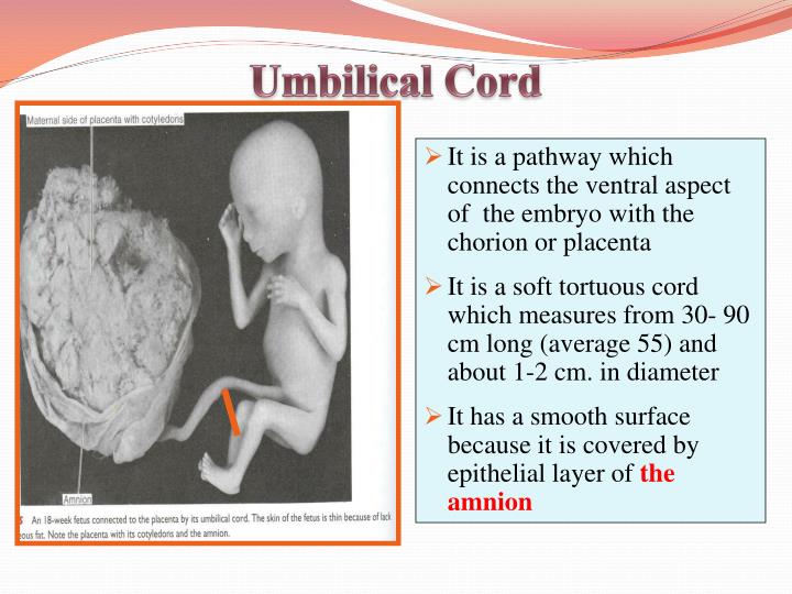 ppt-fetal-membranes-powerpoint-presentation-id-2652392
