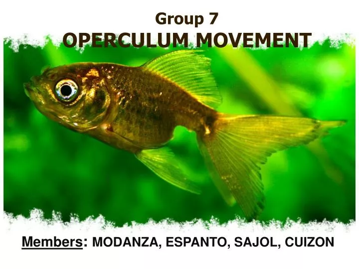 PPT - Group 7 OPERCULUM MOVEMENT PowerPoint Presentation, free download ...