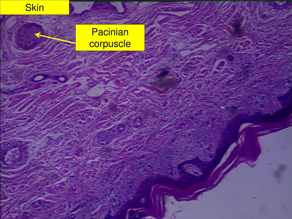 PPT - Mt SAC Histology Unit 4 PowerPoint Presentation, free download ... PPT - Mt SAC Histology Unit 4 PowerPoint Presentation, free download ...