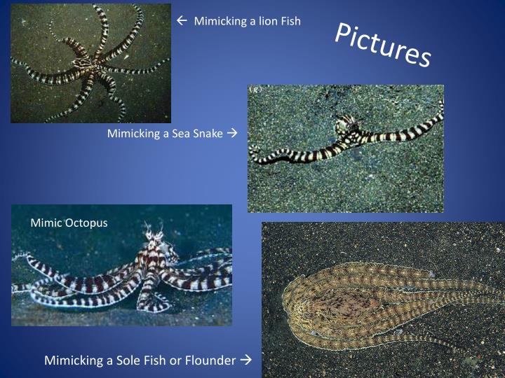 PPT - Mimic Octopus PowerPoint Presentation - ID:2654973