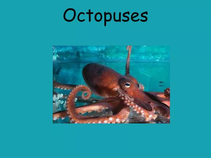 PPT - Octopuses PowerPoint Presentation, free download - ID:2654981
