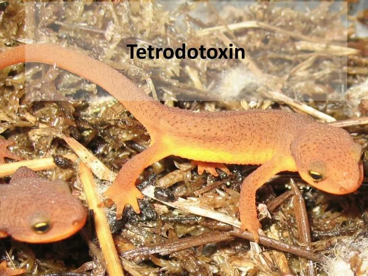 PPT - Tetrodotoxin PowerPoint Presentation, free download - ID:2655304