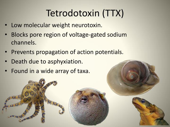 PPT - Tetrodotoxin PowerPoint Presentation - ID:2655304